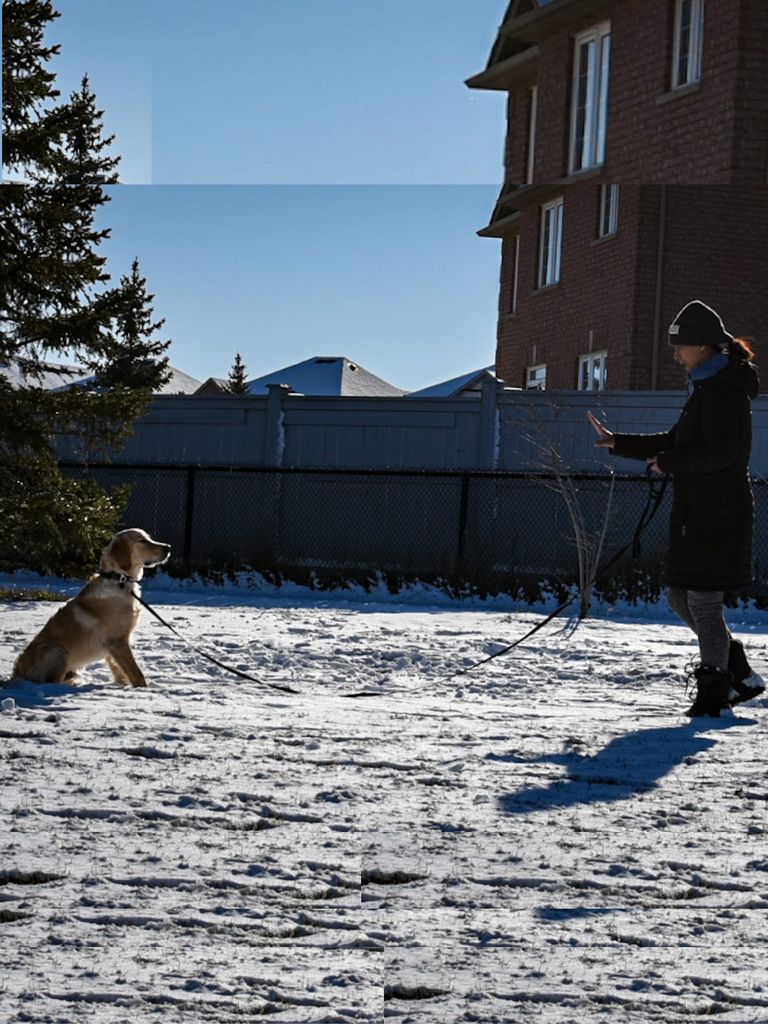 K9 Hans Training Academy